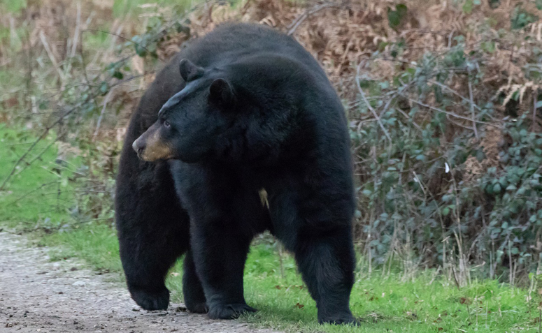 Wanted: A 500-pound black bear that has broken into nearly 30 homes ...