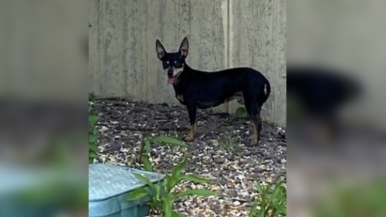 Boston Animal Control issues reminder after lost chihuahua chased into ...