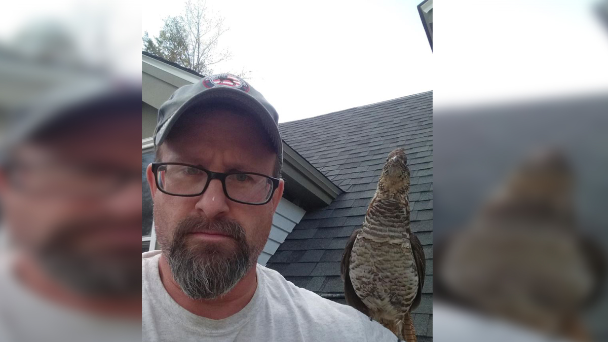 Walter the friendly grouse becomes man’s backyard companion - Boston ...