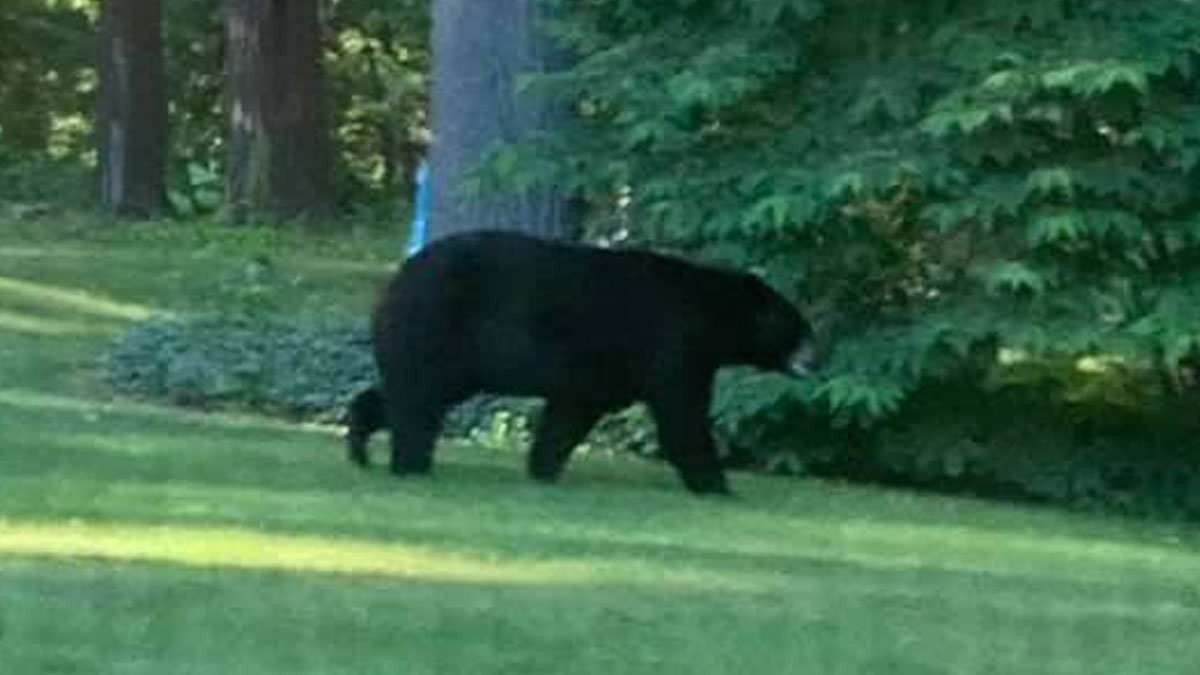 Officials: Beloved Boo Boo the bear who roamed the South Shore dead ...