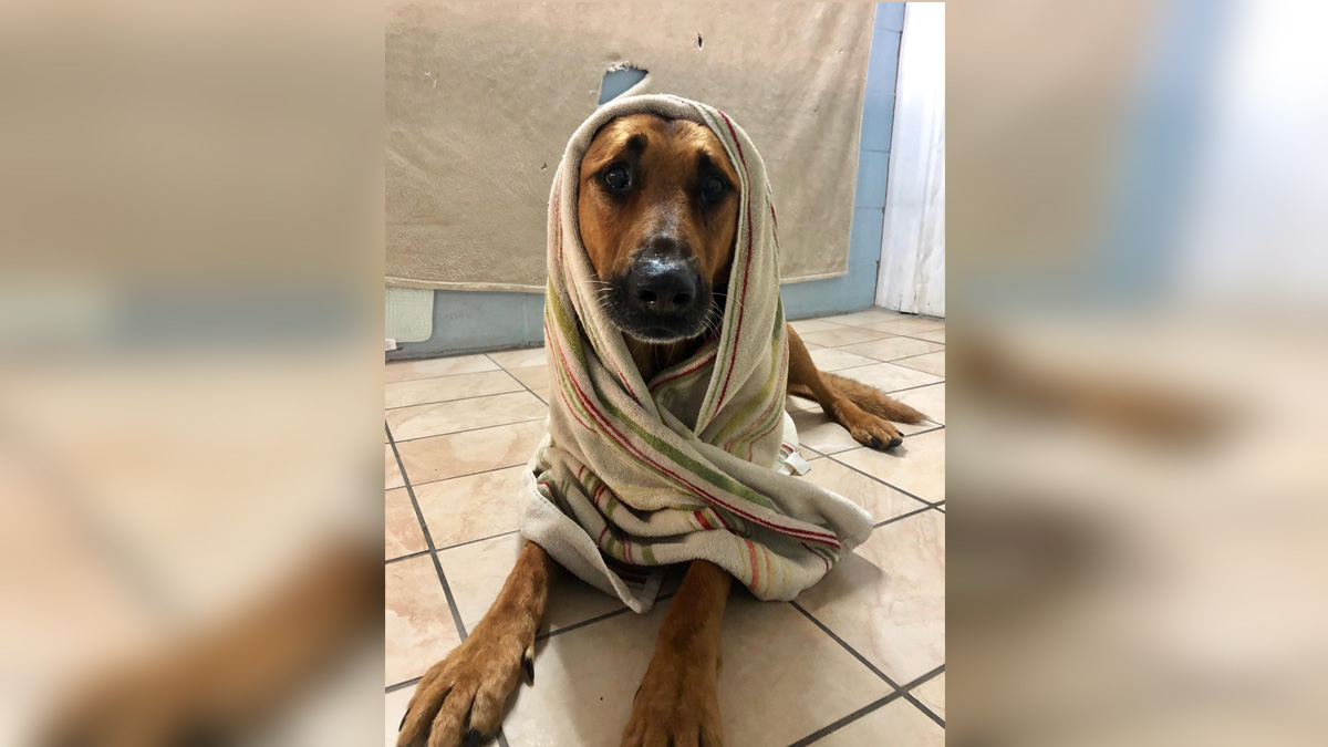 Memorial service announced for Braintree K9 ‘Kitt’, who was killed ...