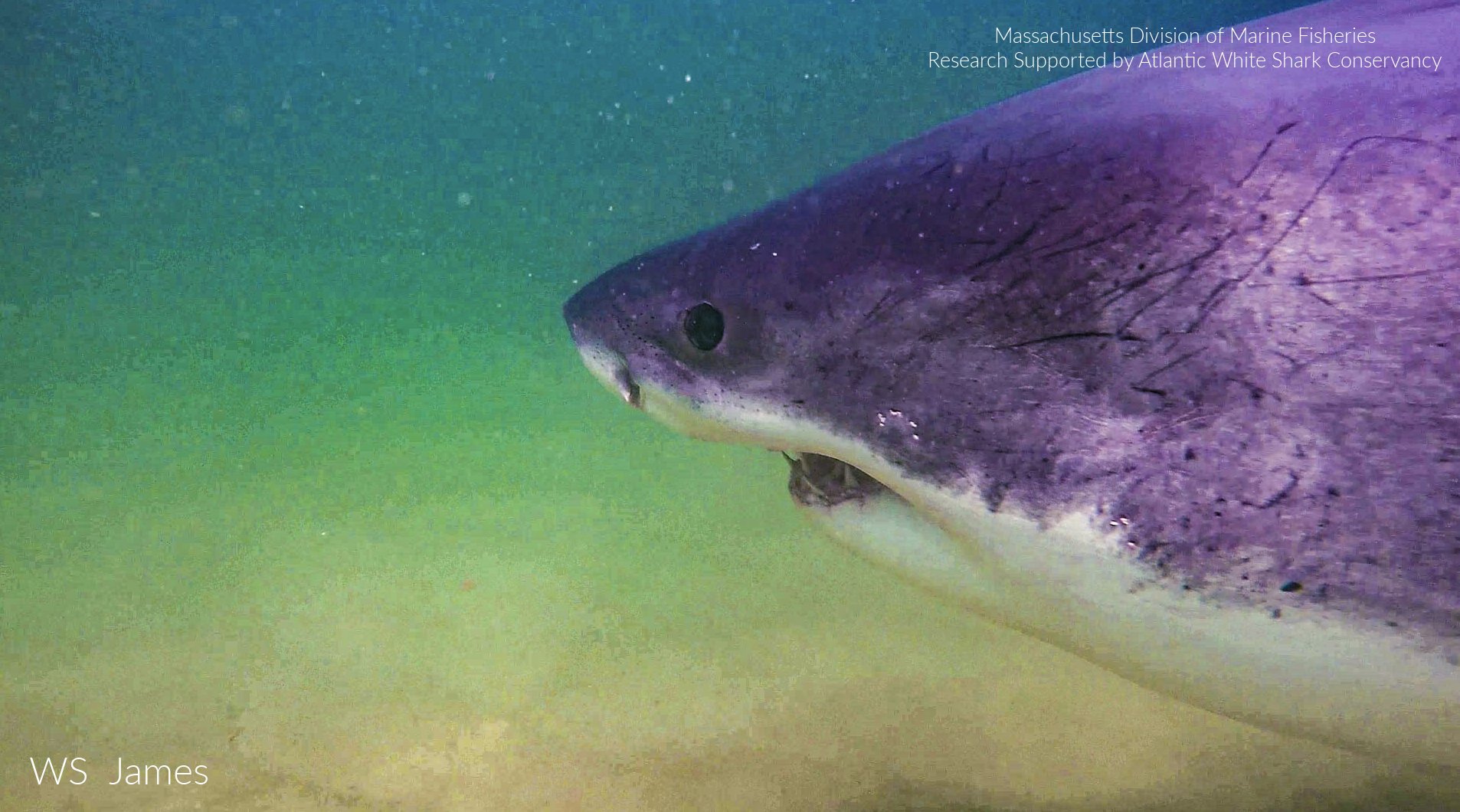 White shark detected off Cape Cod after acoustic receiver deployed ...