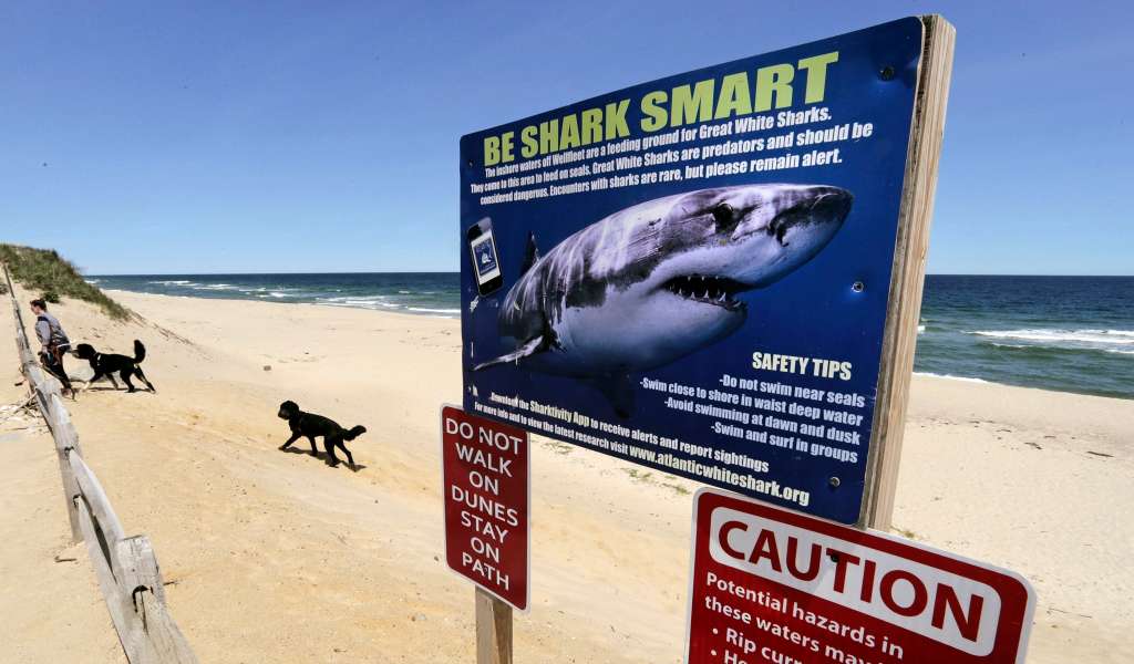 Shark Warning Flags – Boston News, Weather, Sports | WHDH 7News