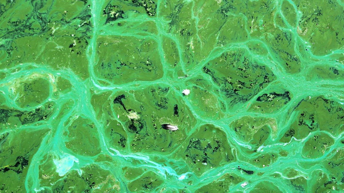 Bacteria presence closes Massachusetts lake - Boston News, Weather ...