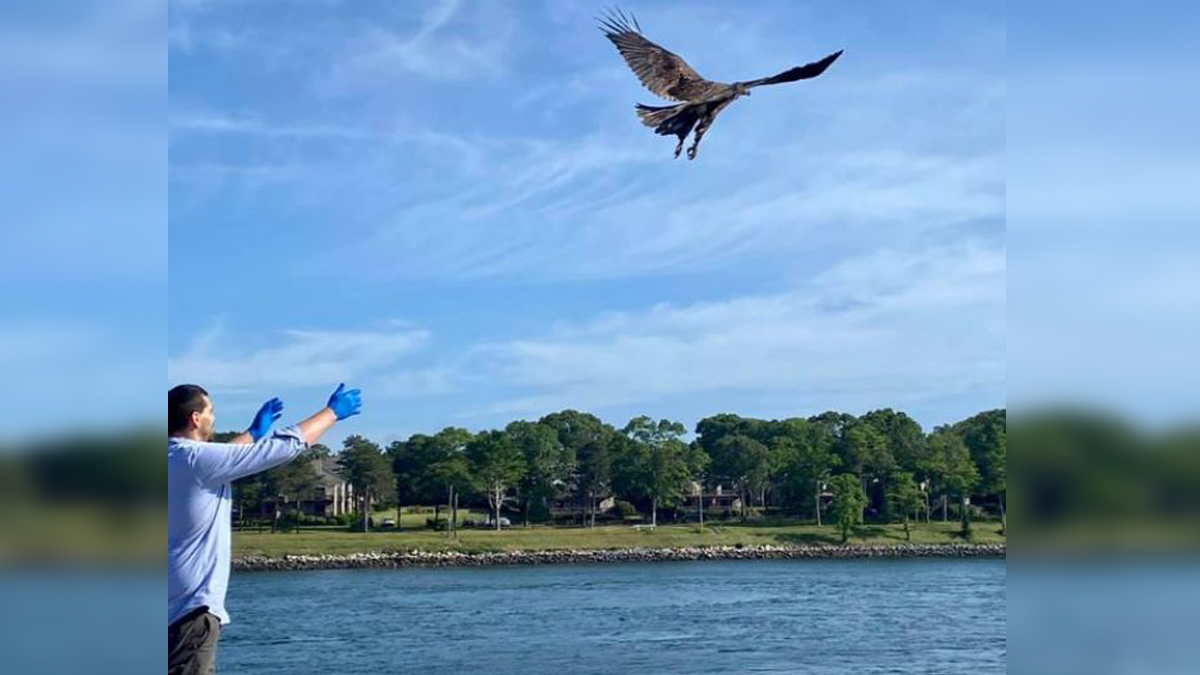 Bald eagle caught by fishermen on Cape Cod released after stay at ...