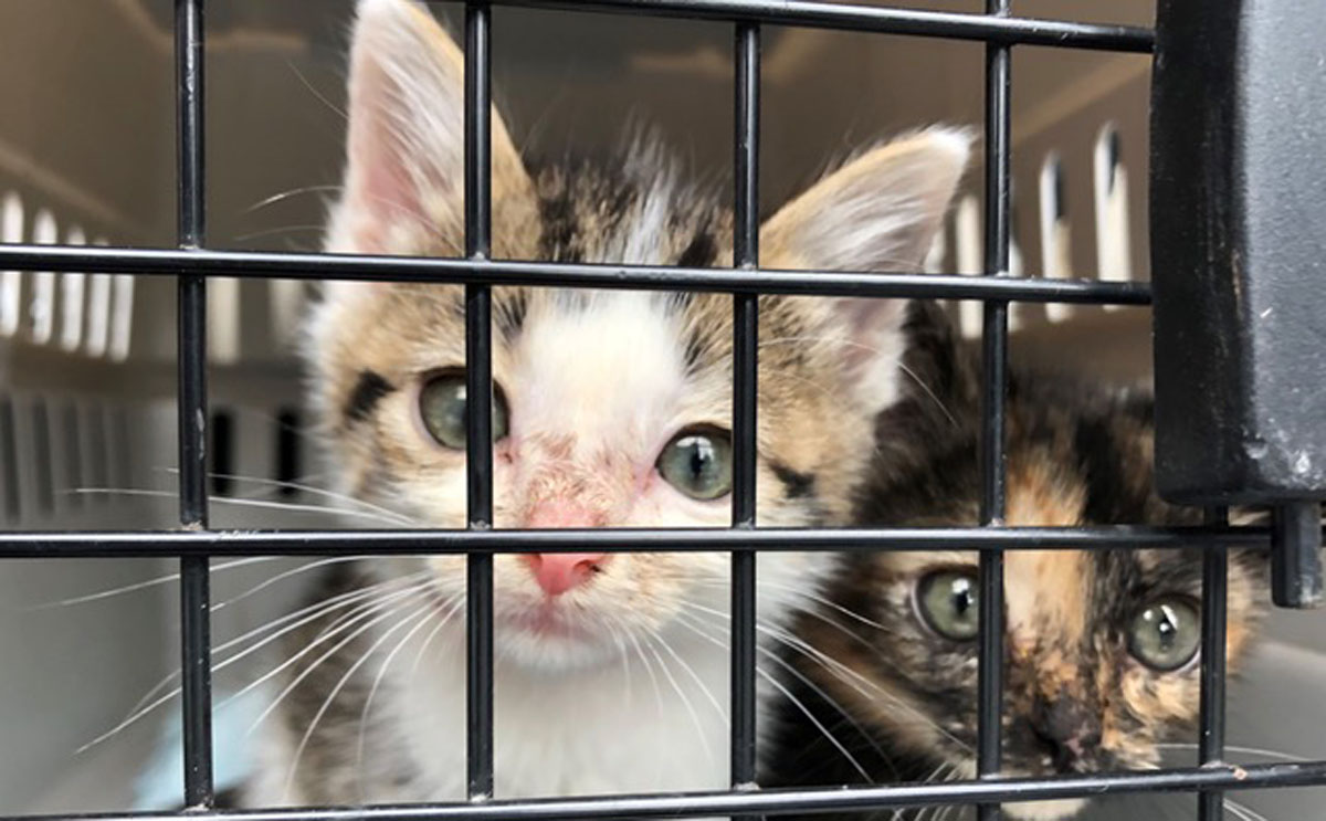 60 ‘adorable, friendly’ kittens in need of homes after traveling to ...