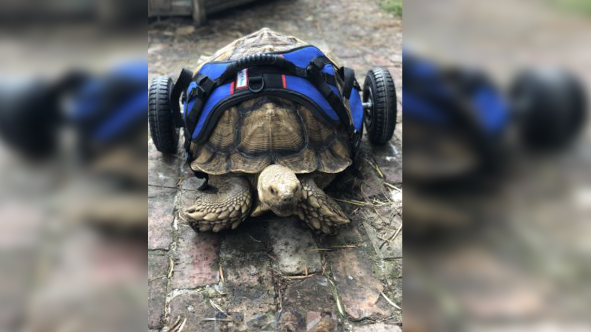 WATCH: Giant disabled tortoise named George Bailey gets custom ...