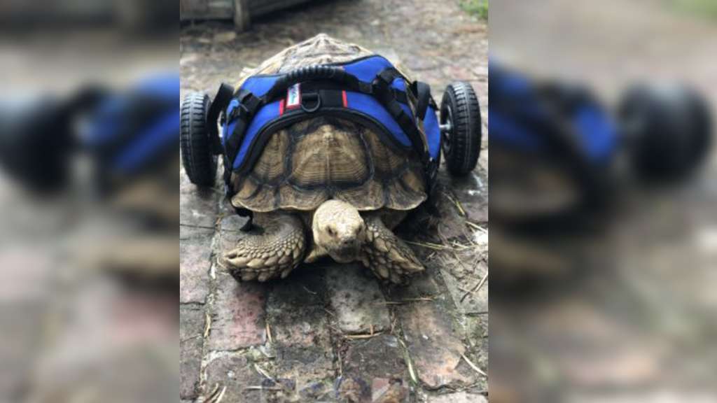 WATCH: Giant disabled tortoise named George Bailey gets custom ...