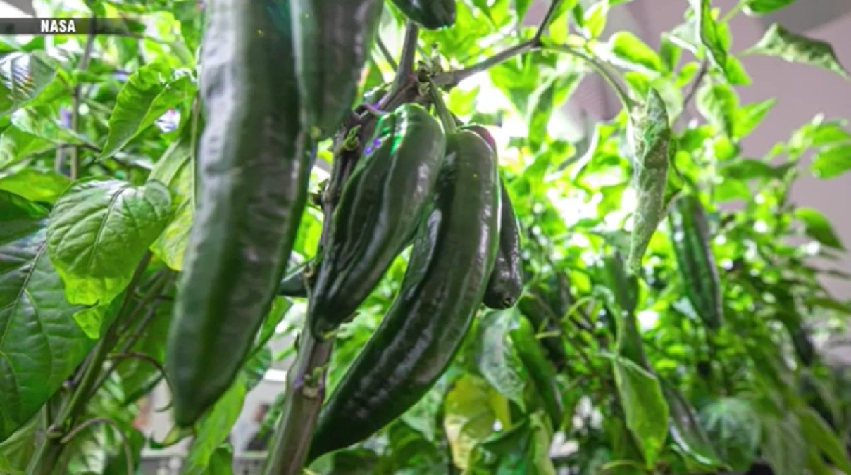 Astronauts growing hot peppers to spice up space meals - Boston News ...