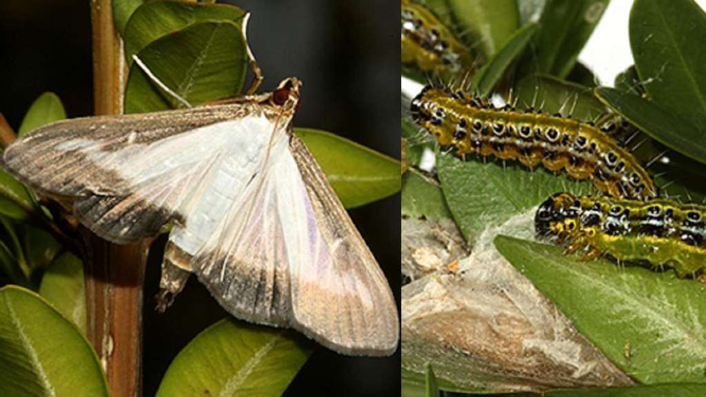 boxwood moth