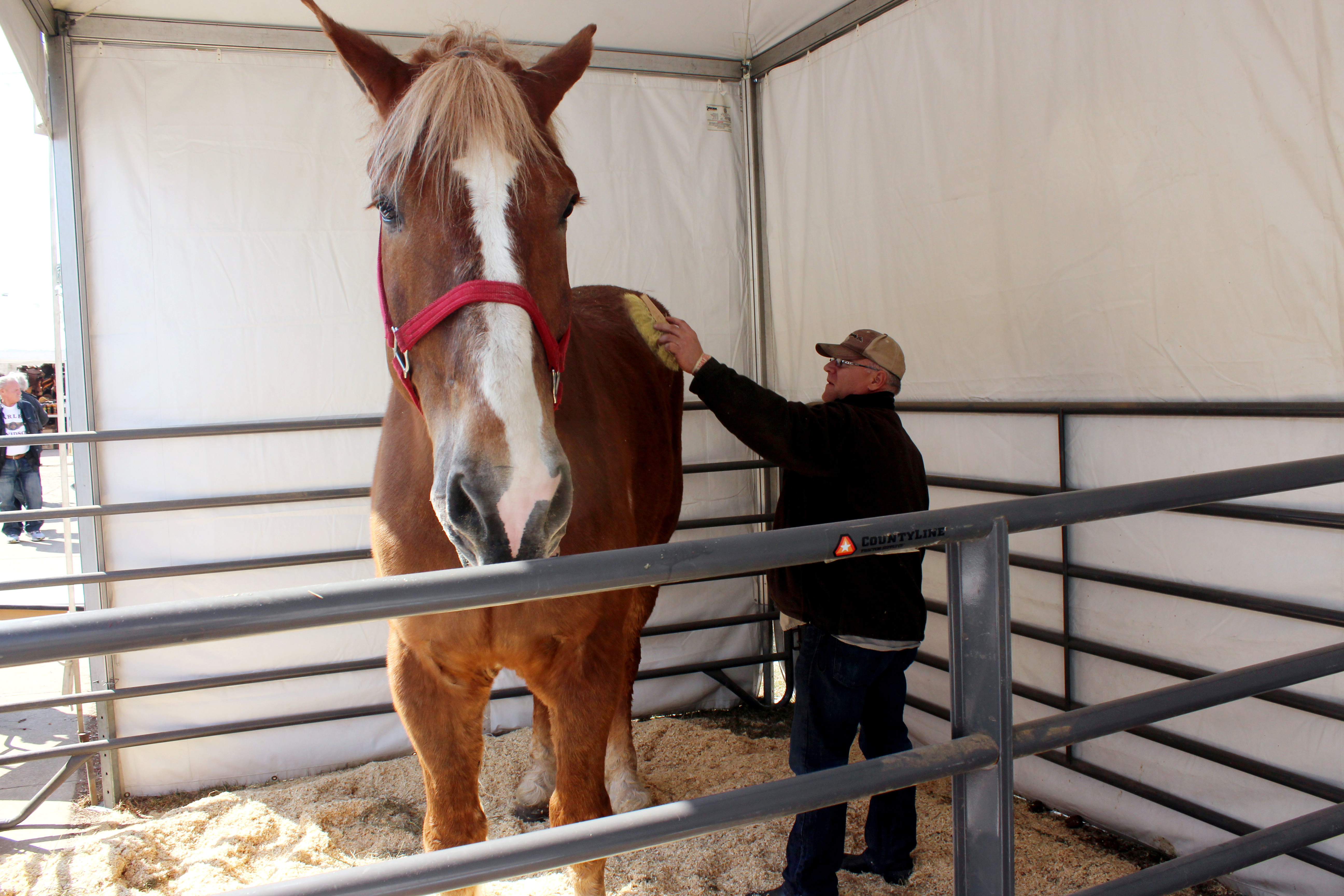 World’s tallest horse, Big Jake, dies at age 20 - Boston News, Weather ...