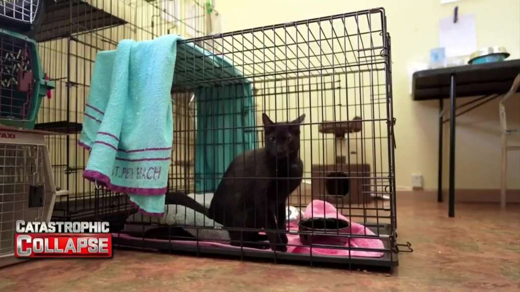 Cat from collapsed building found alive, returned to family – Boston ...