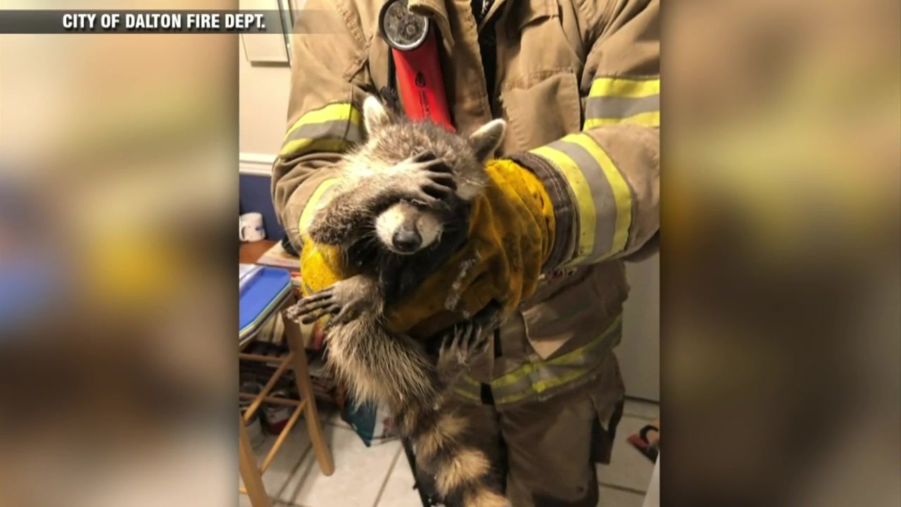 Firefighters rescue ’embarrassed’ raccoon who found its way into a home ...