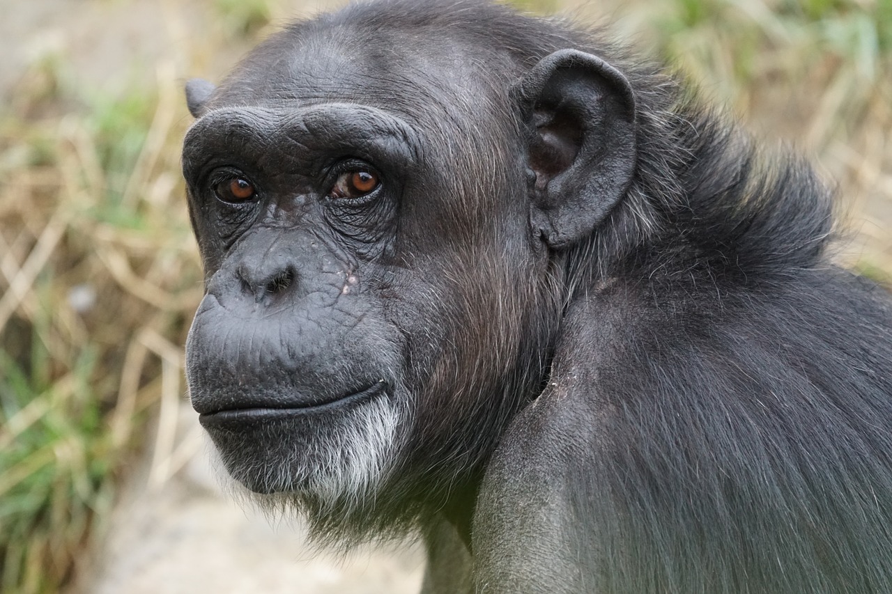 Chimpanzees have been spotted attacking and killing gorillas in the ...
