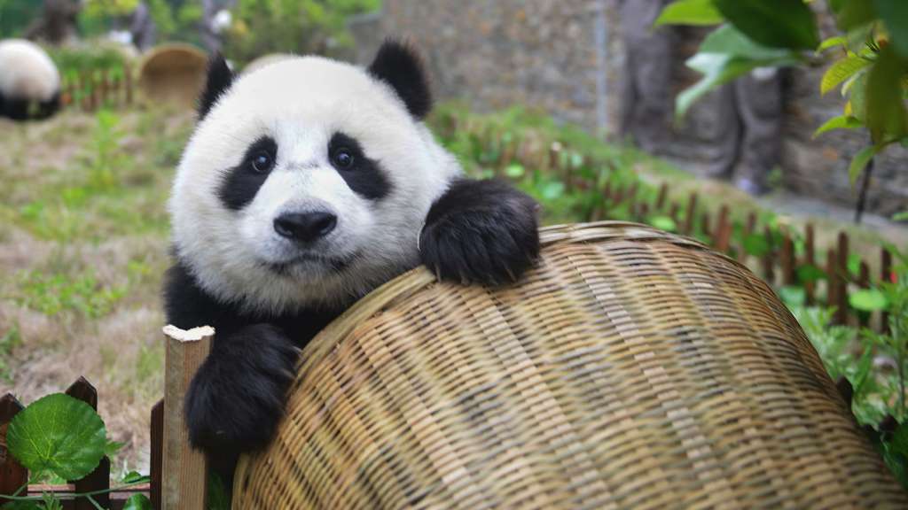 Oldest panda in Mexico dies at zoo on her 35th birthday - Boston News ...