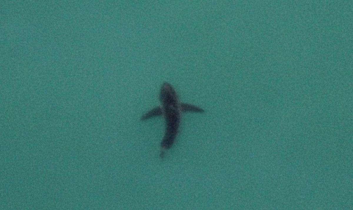 Several sharks spotted in water off Cape Cod - Boston News, Weather ...