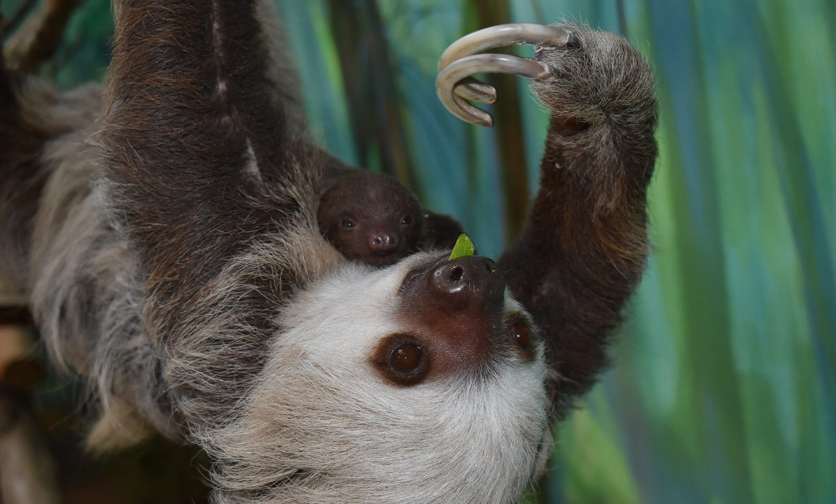 Mass. zoo welcomes first baby sloth in 127-year history - Boston News ...