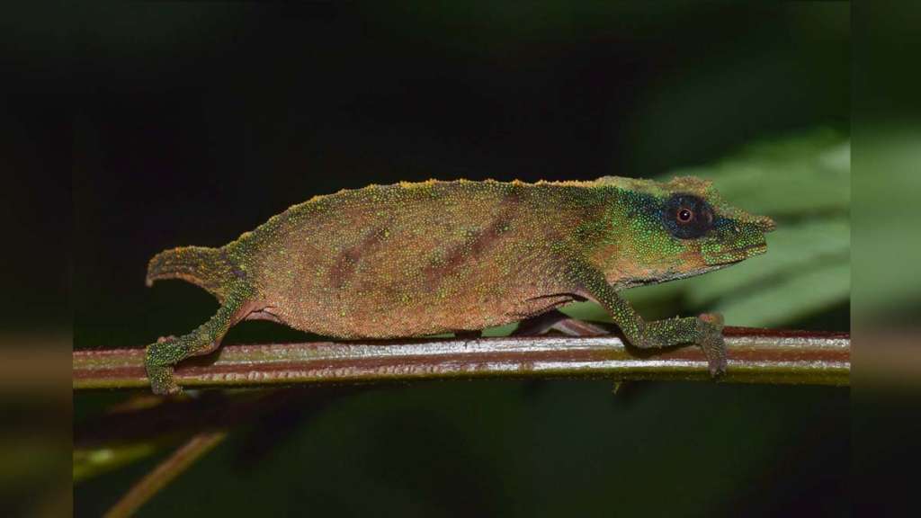 A rare species thought to be extinct is clinging to survival, study ...