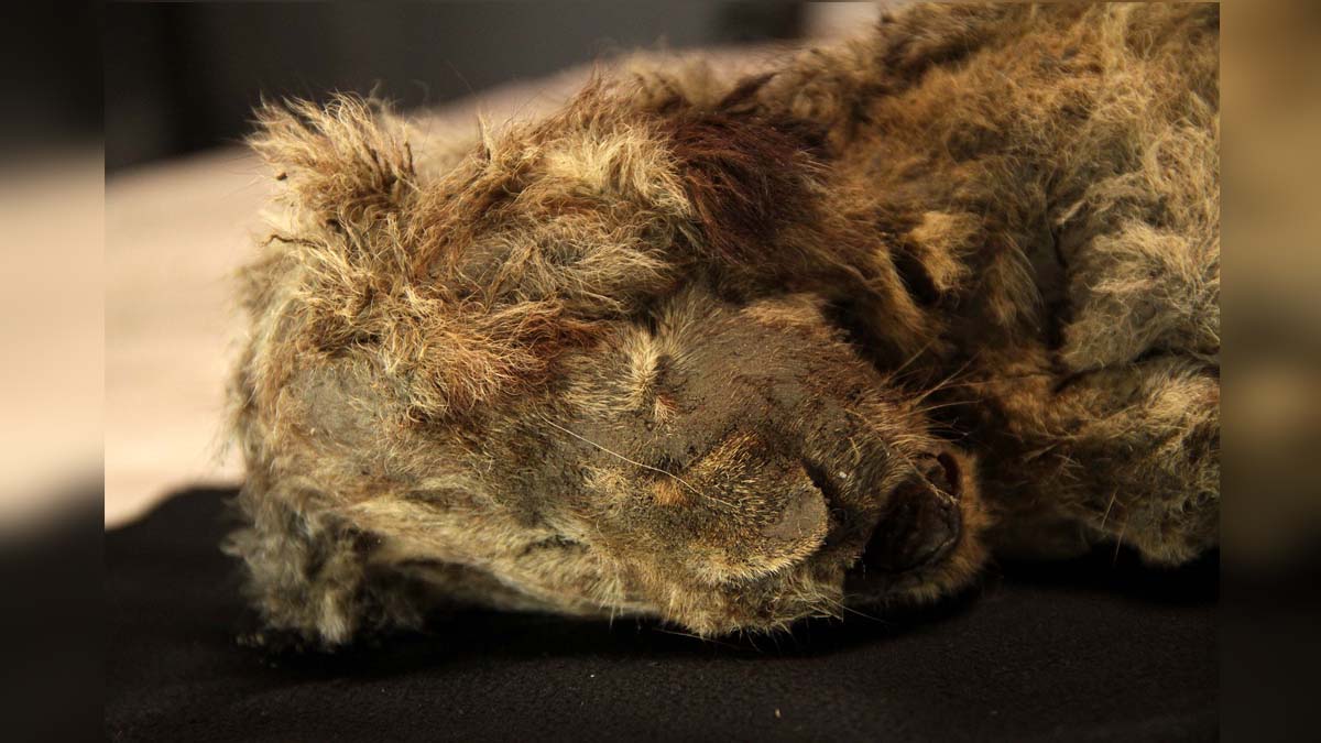 Perfectly preserved cave lion cub found frozen in Siberia is 28,000 ...