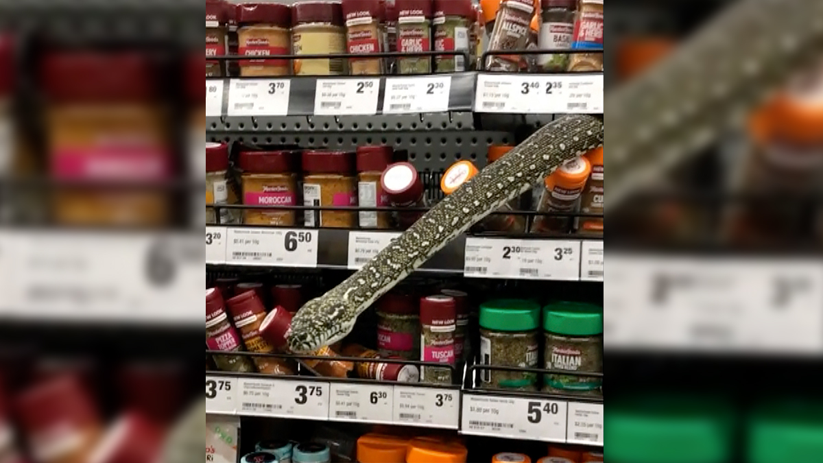 Woman comes face-to-face with snake in Australia supermarket - Boston ...