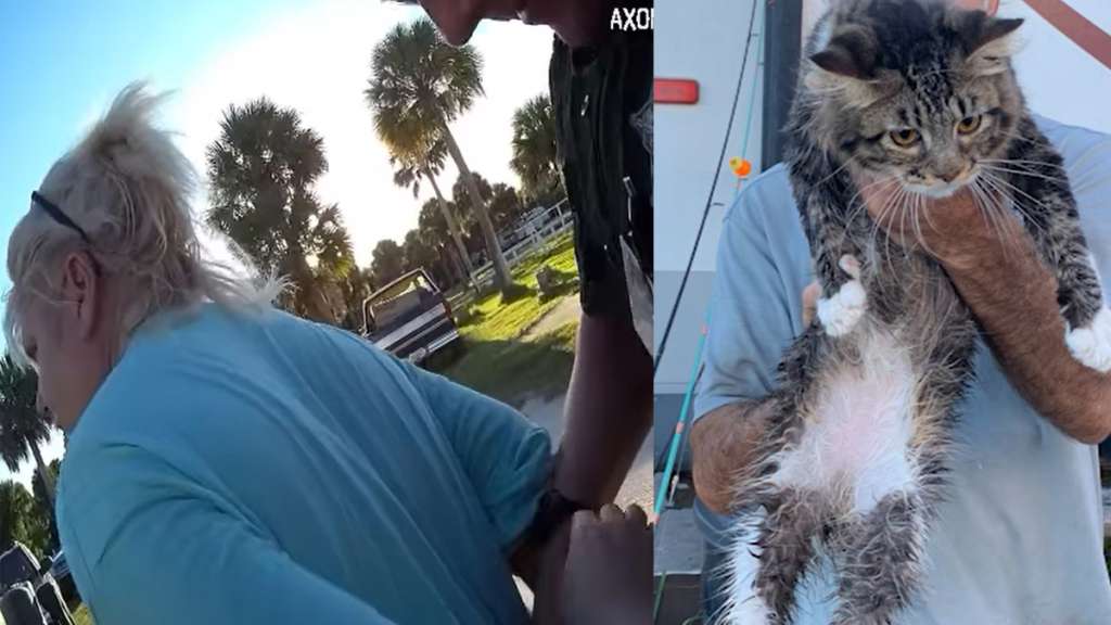 Woman facing animal cruelty charge after allegedly hurling cat into ...