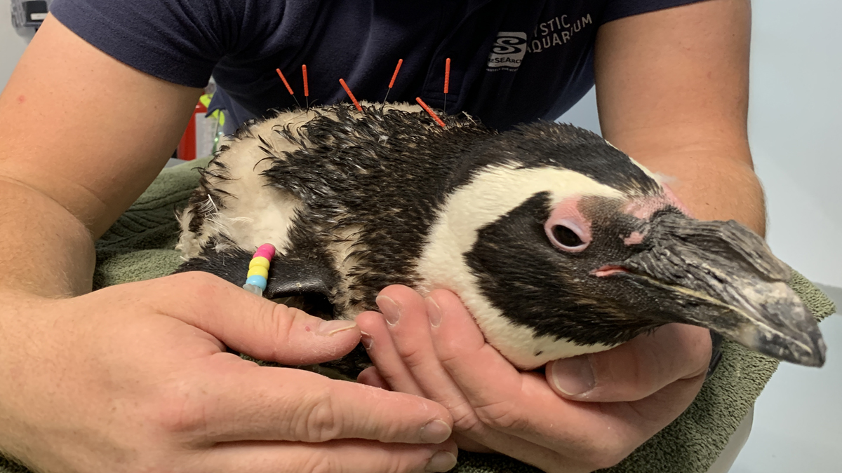 WATCH: Penguins at Mystic Aquarium receive acupuncture therapy - Boston ...
