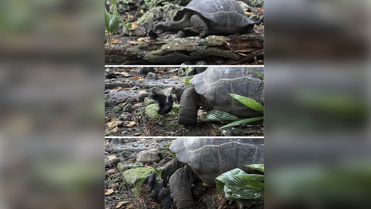 GRAPHIC: Giant tortoise seen attacking and eating baby bird for first ...
