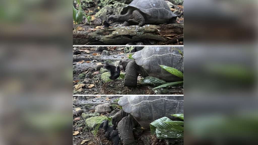 GRAPHIC: Giant tortoise seen attacking and eating baby bird for first ...