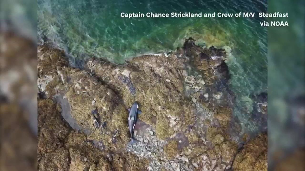 Stranded orca freed from rocky coastline in Alaska after being stuck ...