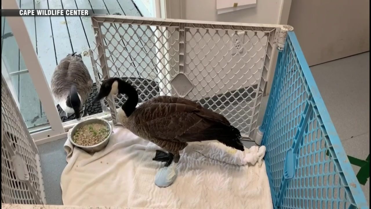 Injured goose one step closer to being released into the wild and with ...