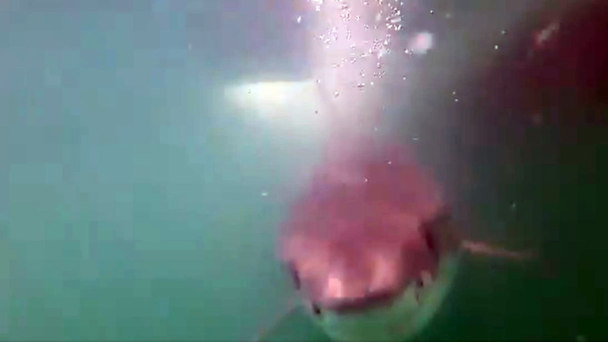 WATCH: Video shows shark swimming toward researchers off Cape Cod ...