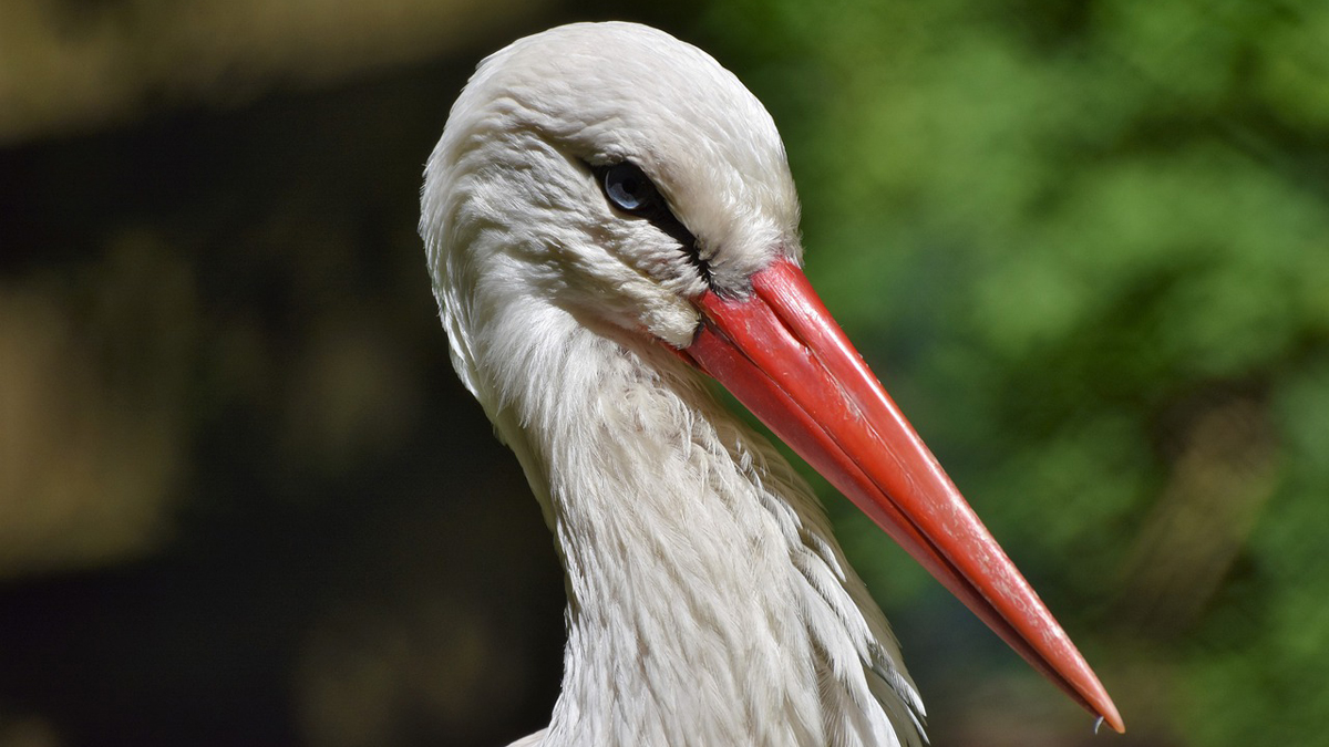 Tropical stork ends up in New York, dies after eating litter - Boston ...