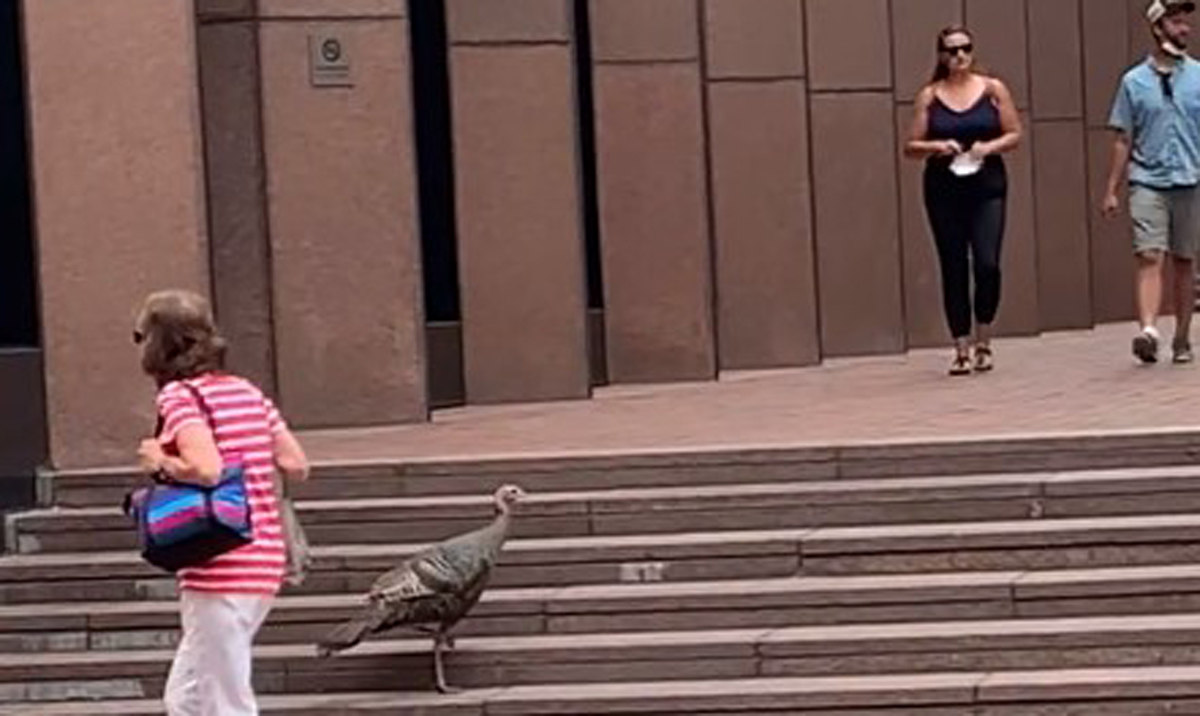 WATCH: Wild turkey spotted roaming streets of downtown Boston - Boston ...