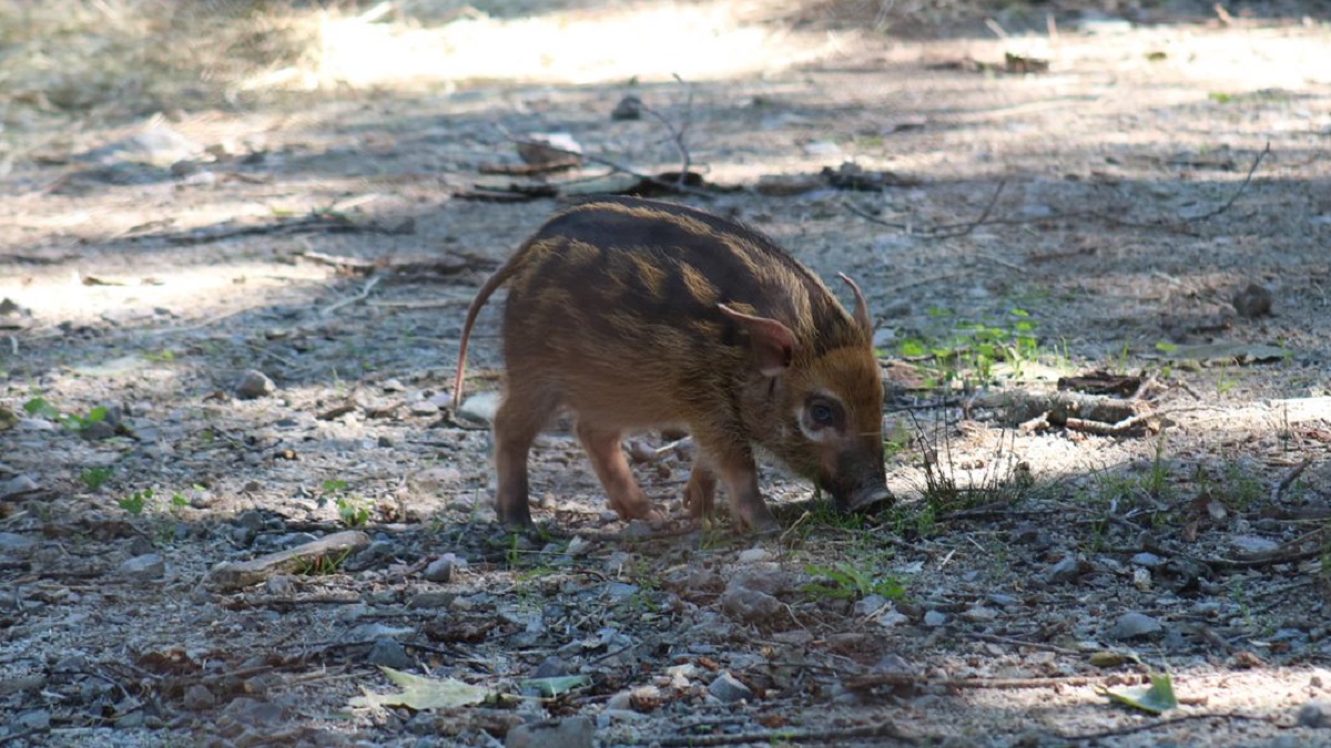 That’ll do, pig: Baby hog born at Franklin Park Zoo - Boston News ...