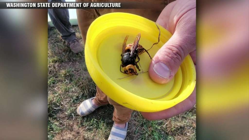Second murder hornet nest of the year eradicated and a third nest ...