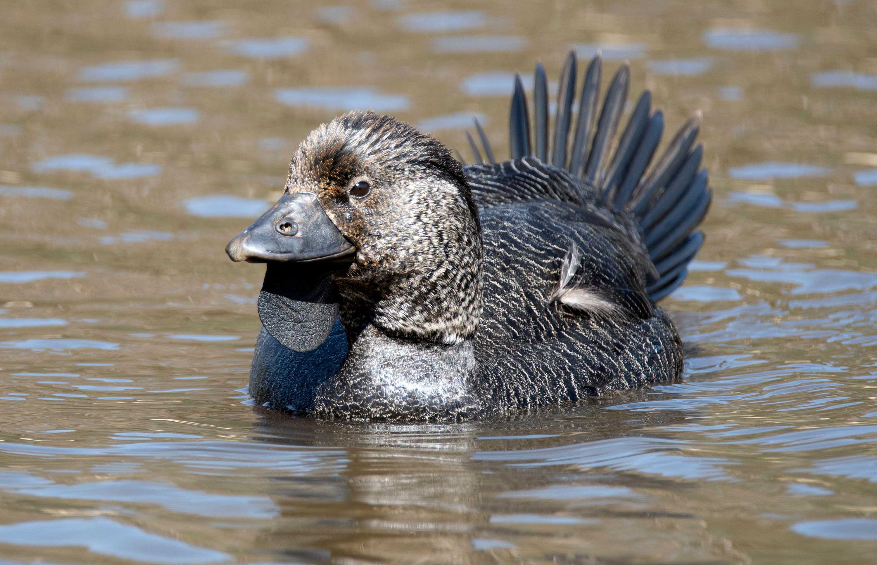 ‘You bloody fool’: Duck mimics human sound during mating display ...