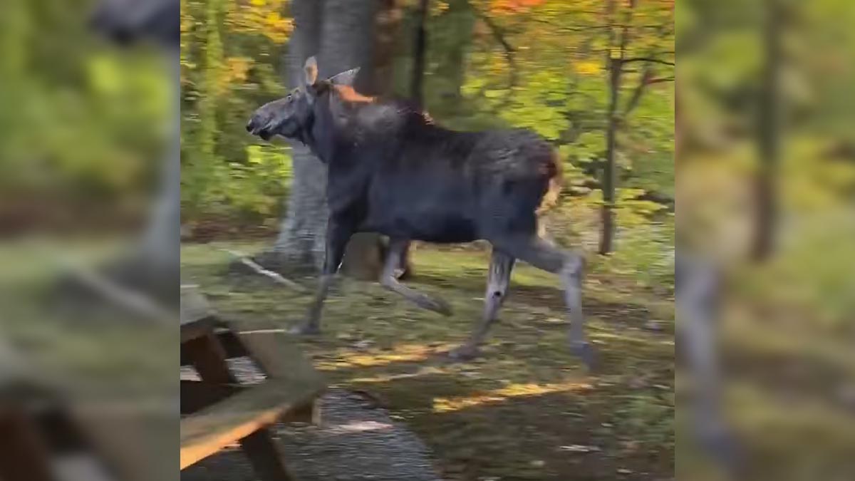 WATCH: Police try to corral wayward moose in attempt to kept it from ...