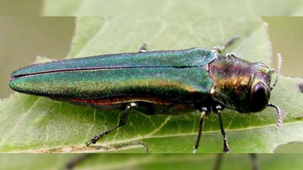 Invasive beetles posing threat to ash trees in Boston - Boston News ...