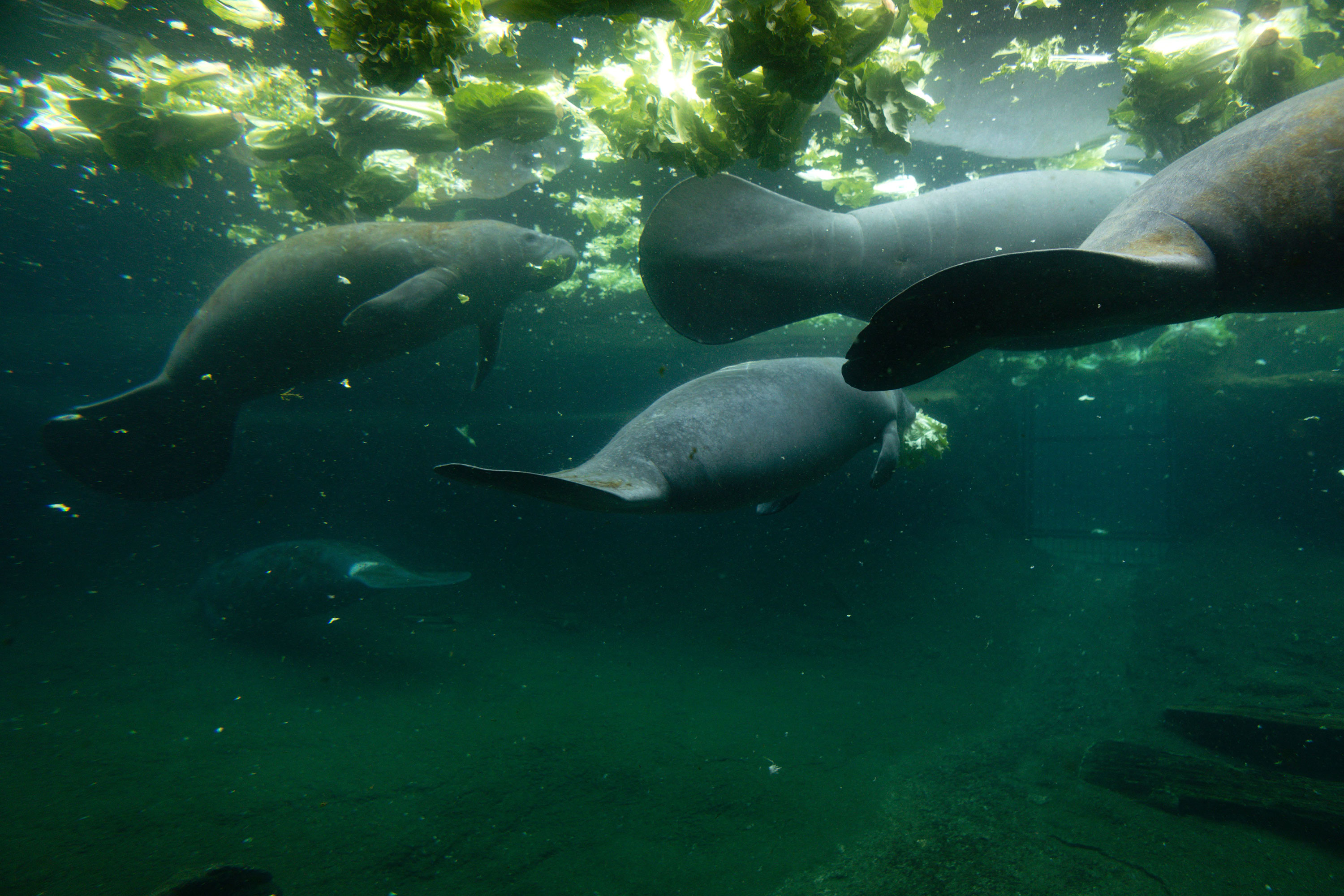 Nearly 1,000 of Florida’s beloved manatees have died this year as toxic ...