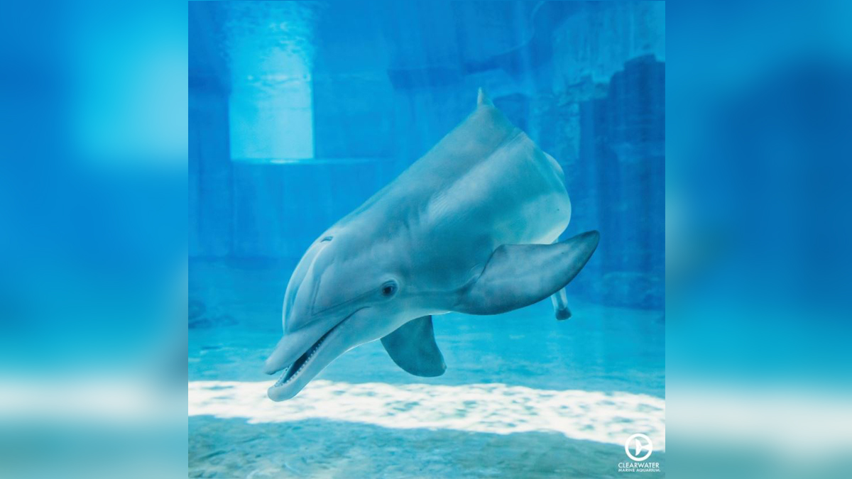 Beloved ‘Dolphin Tale’ star Winter dies at Florida aquarium - Boston ...