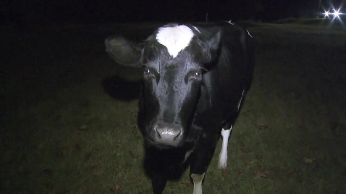 Who let the cows out? Officers, local farmers try to corral wayward ...