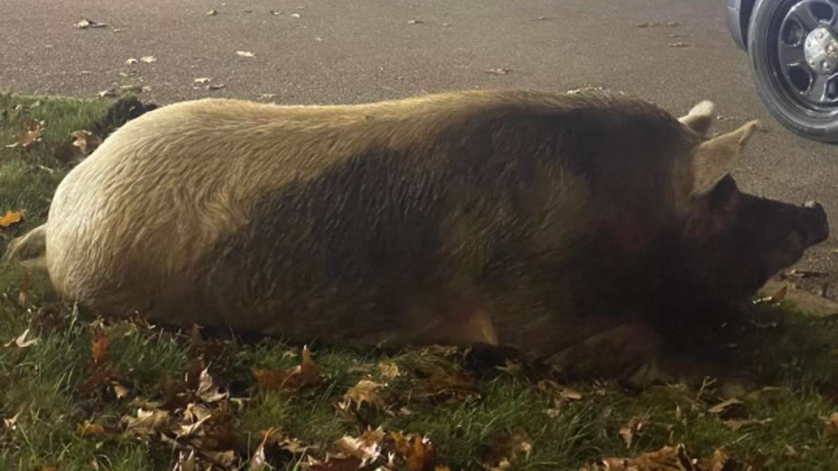 Large pig found roaming outside Marlboro mall reunited with owner ...