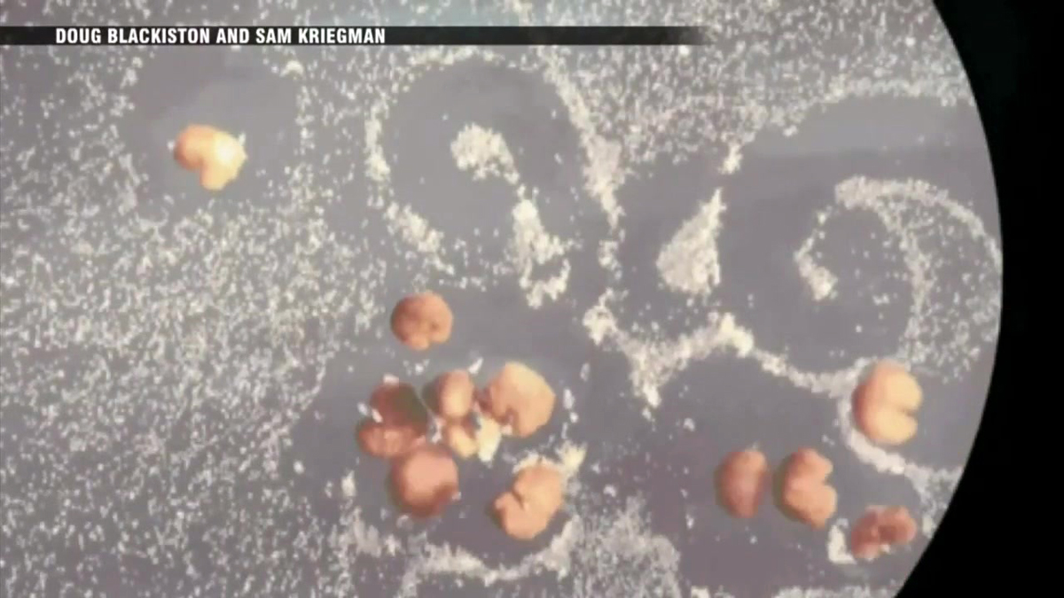 Team of local scientists create world’s first living robots that can reproduce - Boston News ...