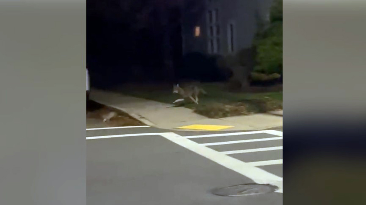 WATCH: Video shows pack of coyotes hunting rabbit near King’s Beach in ...