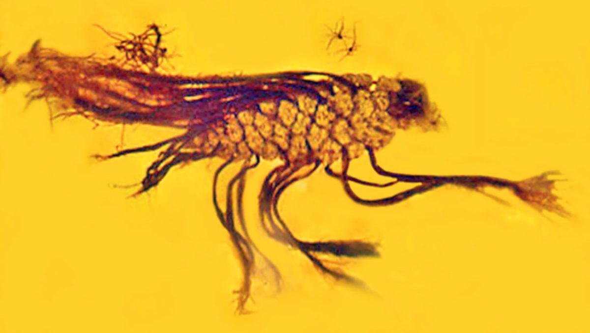 Amber captures rare plant behavior in an ancient, extinct pine cone ...