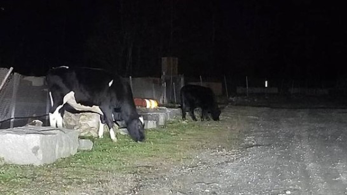 Cows on loose in Littleton after evading police, farmers - Boston News ...