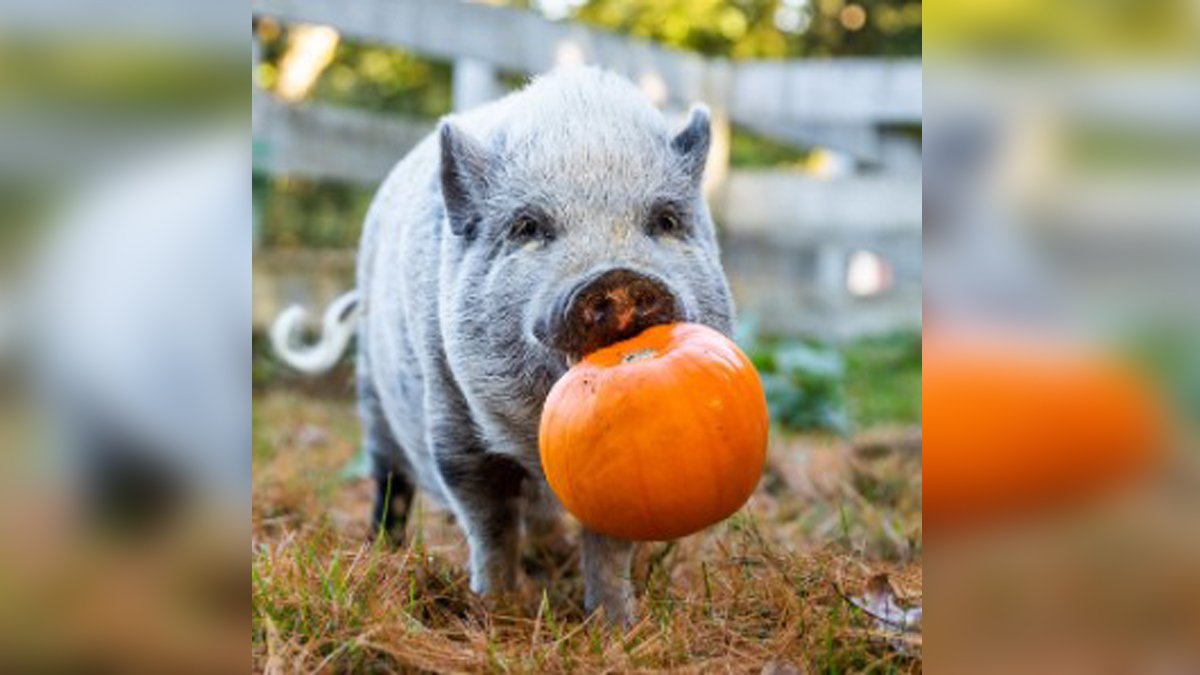 ARL: Pig that suffered from depression after being surrendered now ...