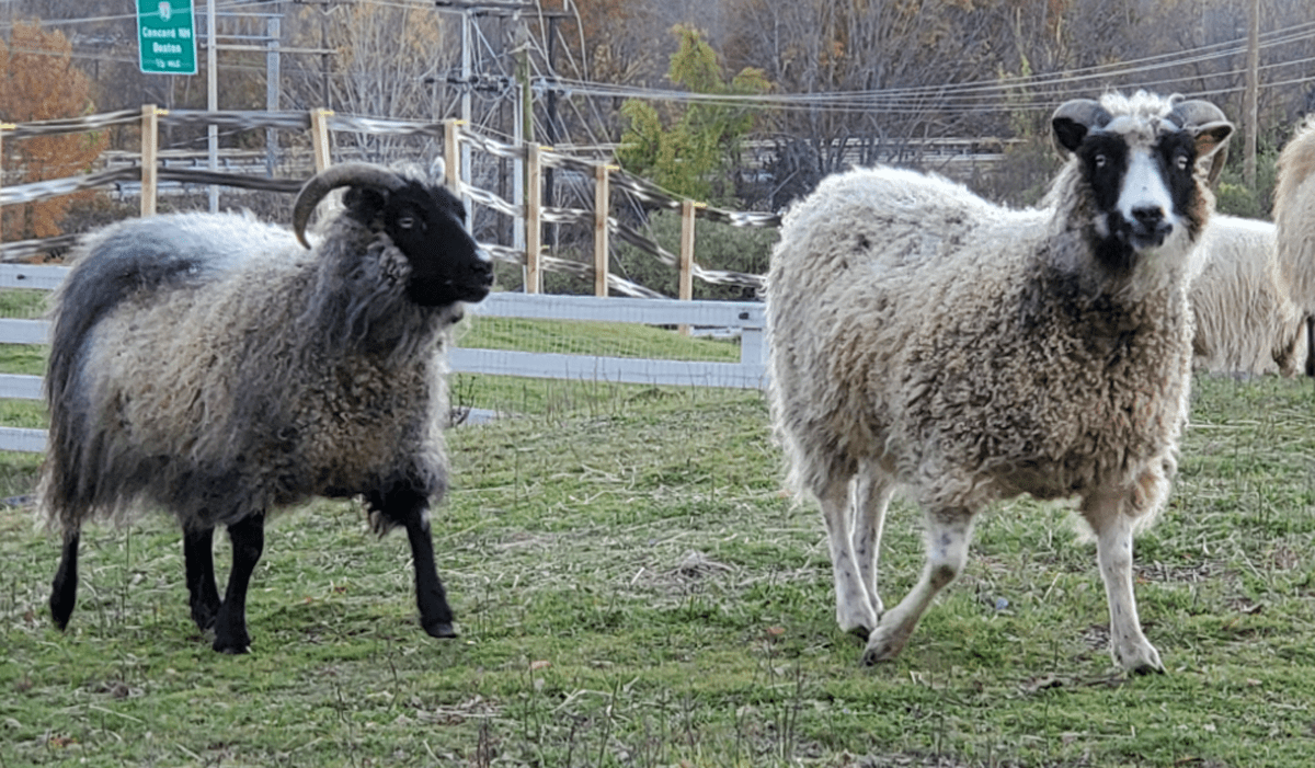 18 ‘friendly, healthy’ sheep in need of new home after being ...