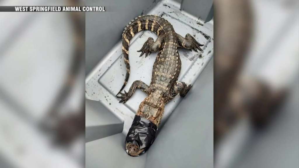 Adventurous kayaker plucks 3-foot alligator from Westfield River ...