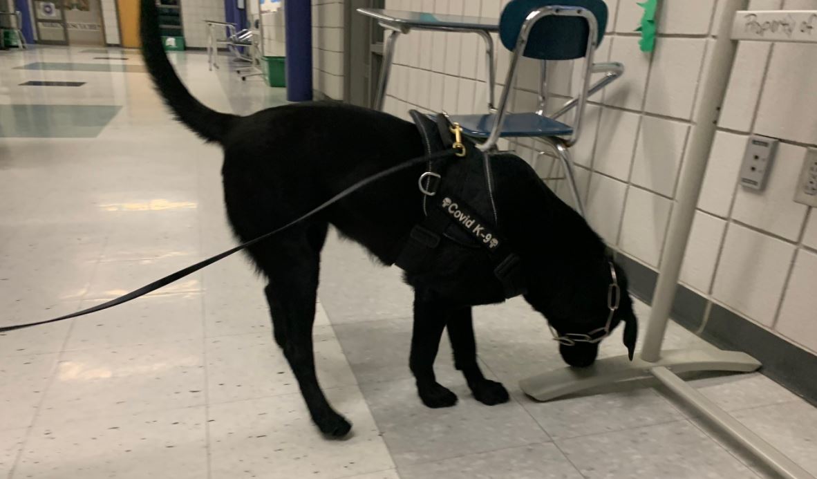 COVID-sniffing K-9s detect virus in Norton Middle School - Boston News ...